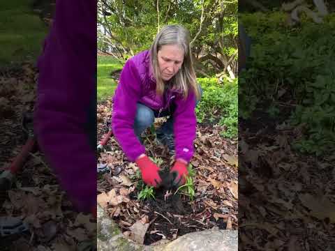 How To Fill in An Area Quickly With Groundcover (Pachysandra)