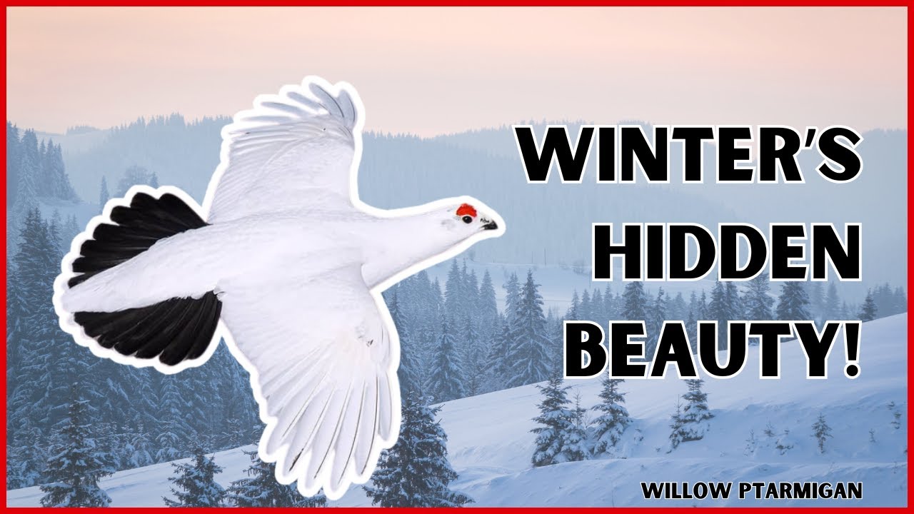Willow Ptarmigan: The Bird That Changes Colors!