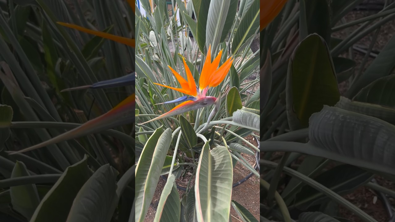 Little Venice Garden: Strelitzia Reginae - The Majesty of Bird of Paradise Flower at Mogan Port 2023
