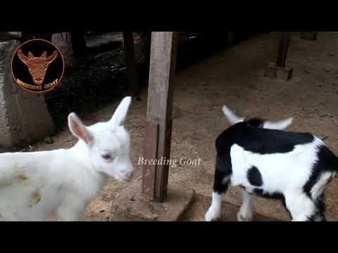 The result of a new generation of saanen goats