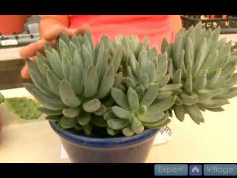 What is a Succulent Plant?