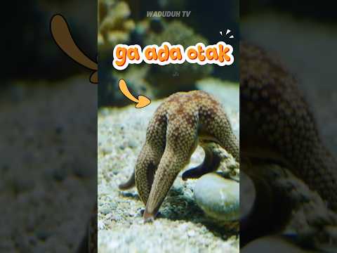 Karakter Patrick makhluk Bikini Buttom Di bawah Laut kadang memang aneh sih | #spongebob #patrick