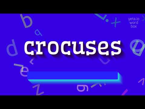 How to say "crocuses"! (High Quality Voices)