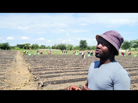 There is money in the soil. Onion farming in kajiado Kenya