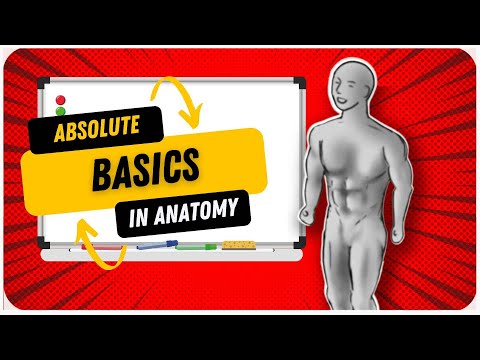 Absolute Basics in Anatomy You MUST Know!
