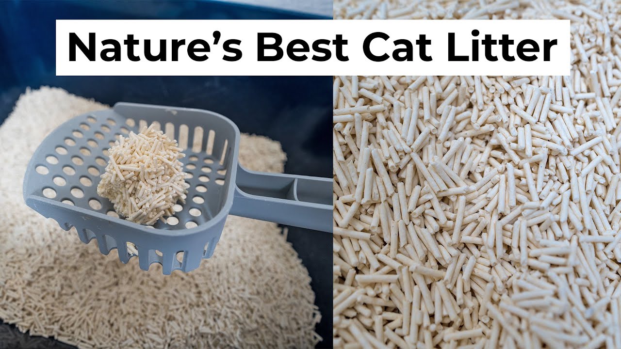 Pros and Cons of Pea-based Cat Litter | The Cat Butler