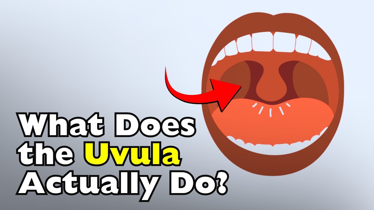 What Does the Uvula Actually Do? [ID0708]