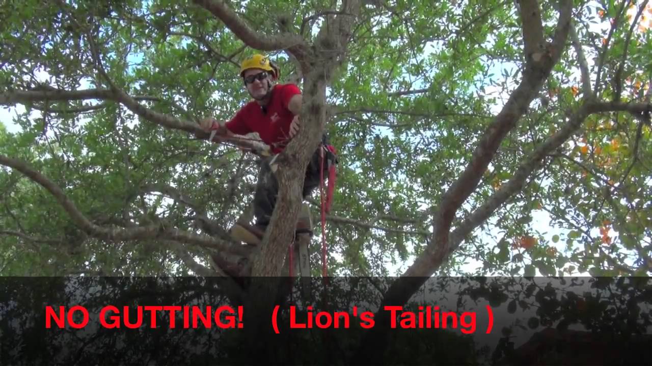 Pruning Live Oak For Health & Safety.mov
