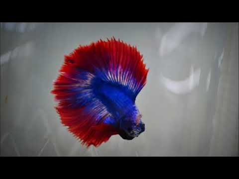 Betta Fish Competition : FLAREFEST DE MALAYSIA 2017 ( IBC Standard Area 6 )