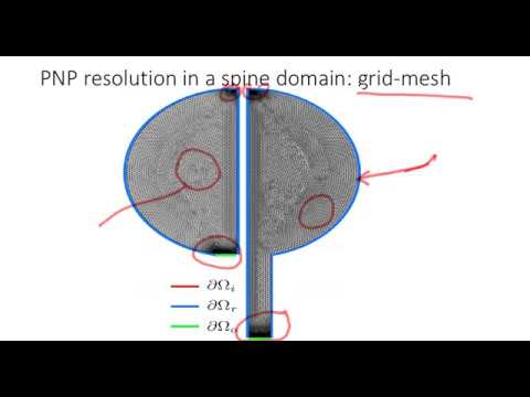 Electro-diffusion: modeling and numerical simulations (Part II/III)