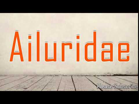 How to Pronounce Ailuridae