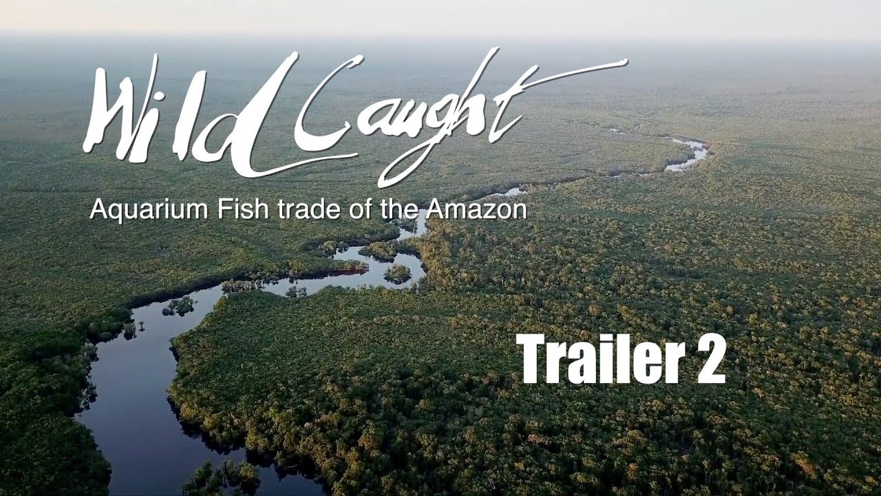 TRAILER 2:  WILD CAUGHT : Aquarium Fish Trade of the Amazon