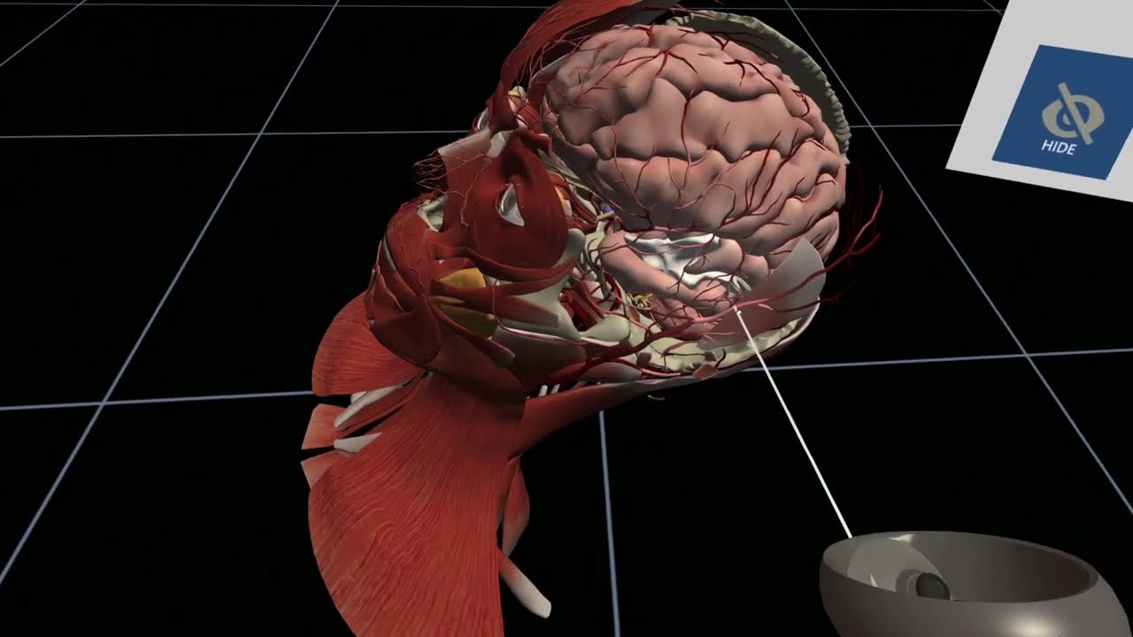 Human Anatomy Virtual Reality | BioDigital