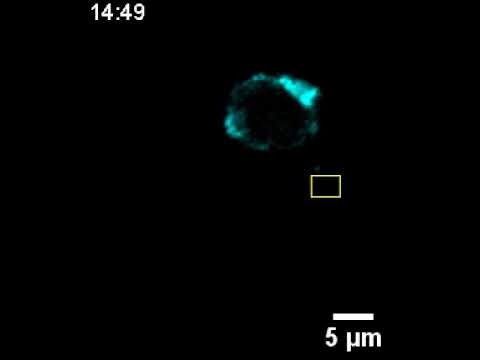 Johns Hopkins Medicine Scientists Engineer Immune Cells to Follow the Light