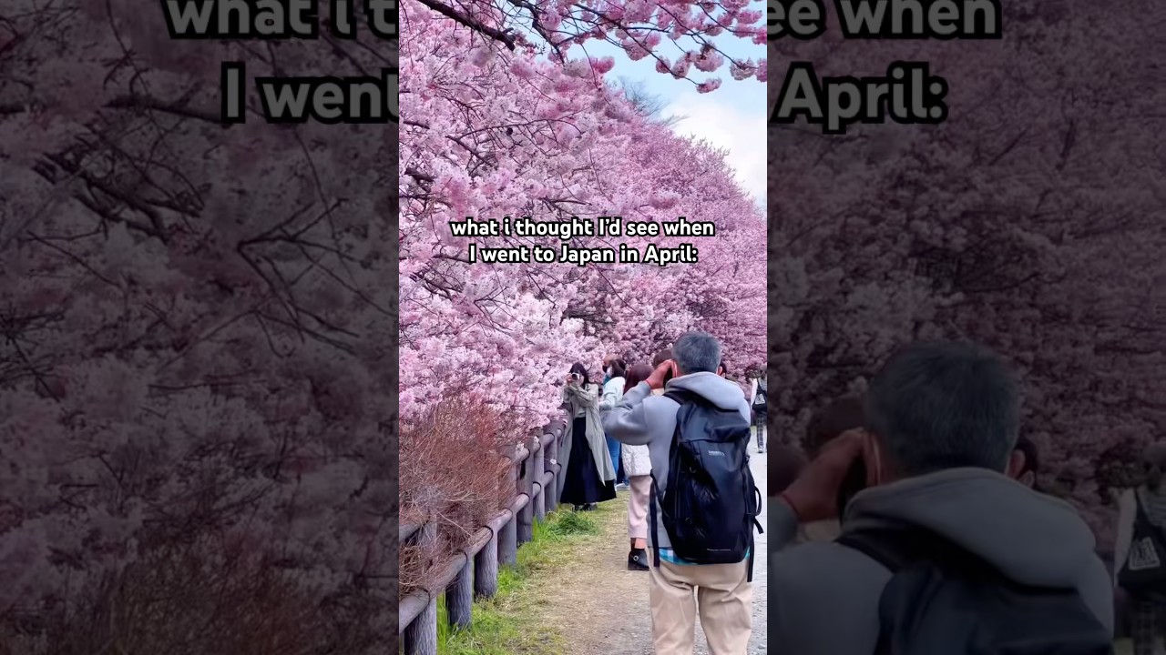I went to Japan to see cherry blossoms (and failed) #sakura #japan #cherryblossom #spring #sapporo