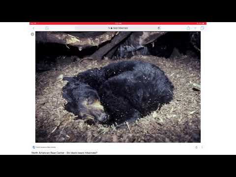 PSLE Science. Intro to adaptation. Difference between structural and behavioural adaptation.