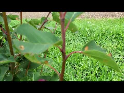 Saskatoon berry in our yard