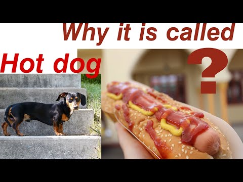Why Hot Dogs are called Hot Dogs | in Hindi