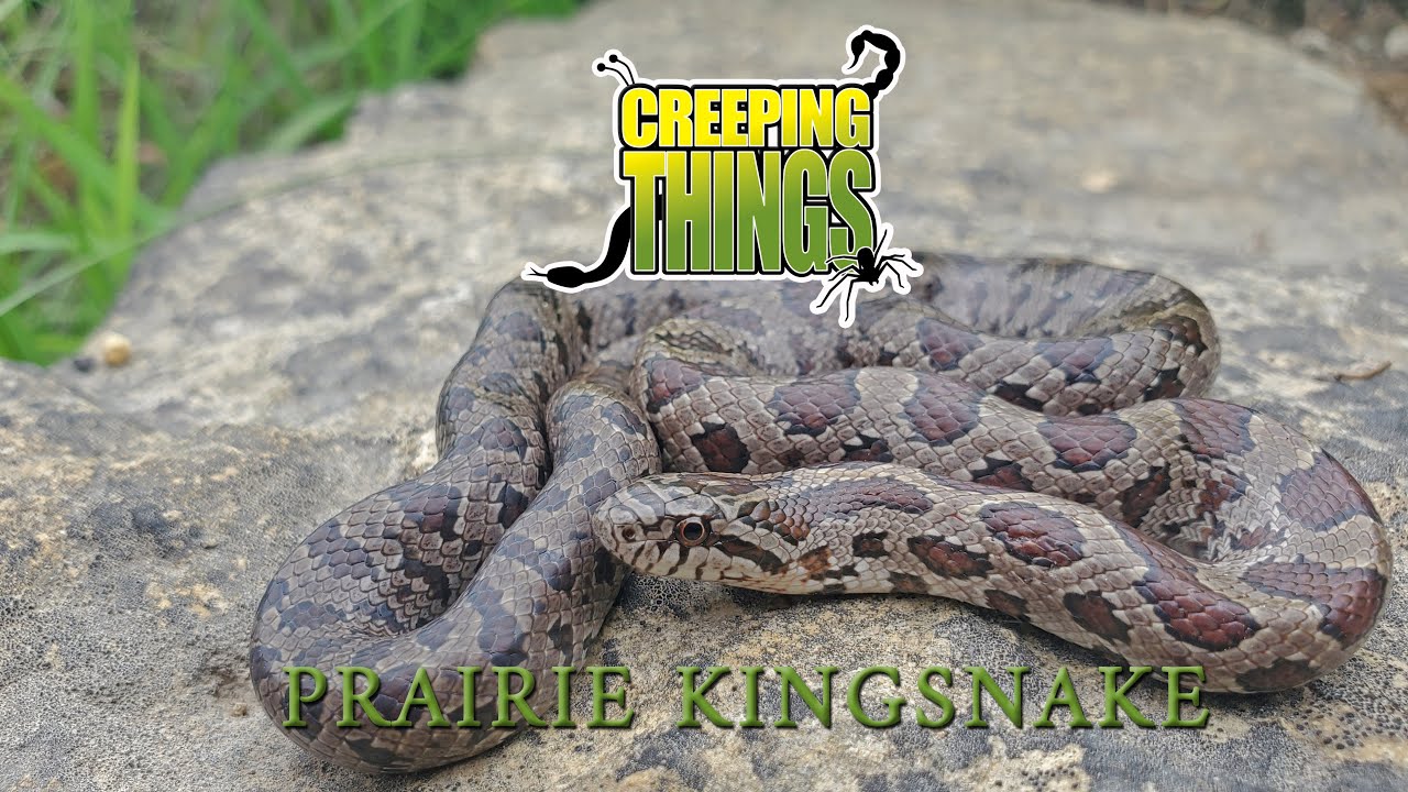 Prairie Kingsnakes!