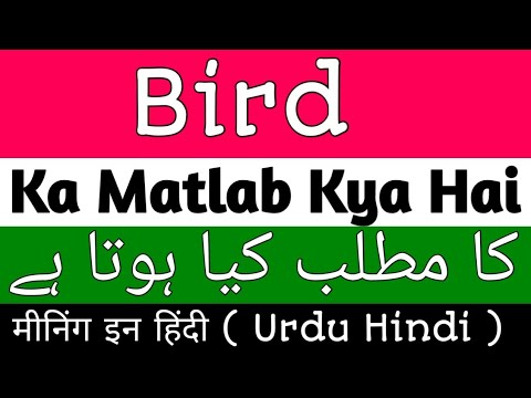 Bird Meaning | Bird Meaning In Urdu Hindi | Bird Ka Matlab Kya Hai | Bird Ka Meaning Kya Hai