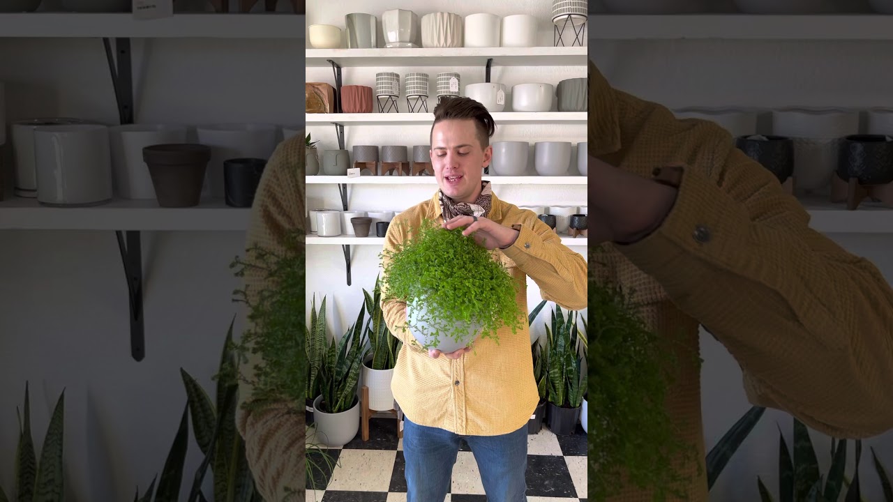 Selaginella Moss Care Guide