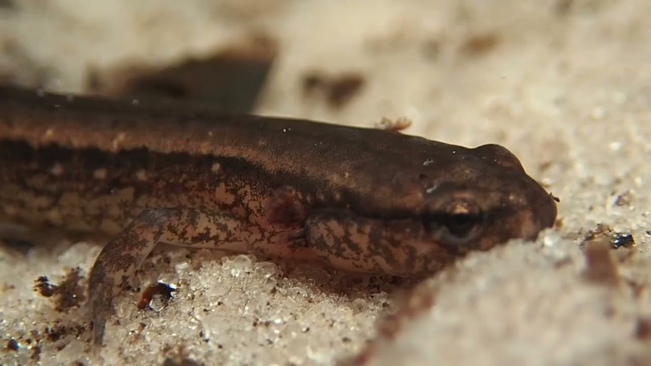A Moment in the Wild: Two-Lined Salamanders