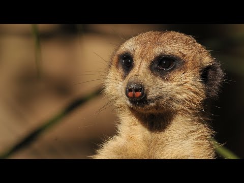 Learn About Meerkats | Fun Animal Facts for Kids with Marko