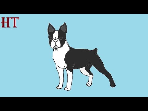 How to draw a Boston Terrier Dog Step by Step – I'm Youtuber – Follow ...