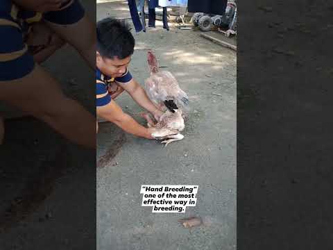 HAND BREEDING