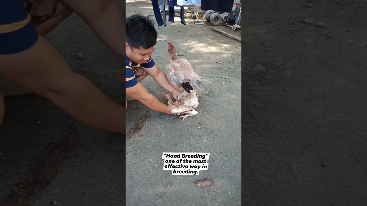 HAND BREEDING
