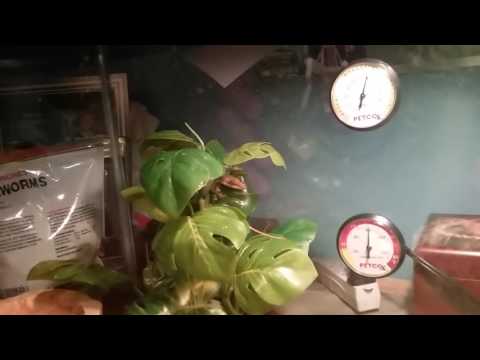 What should I name my anole lizard?