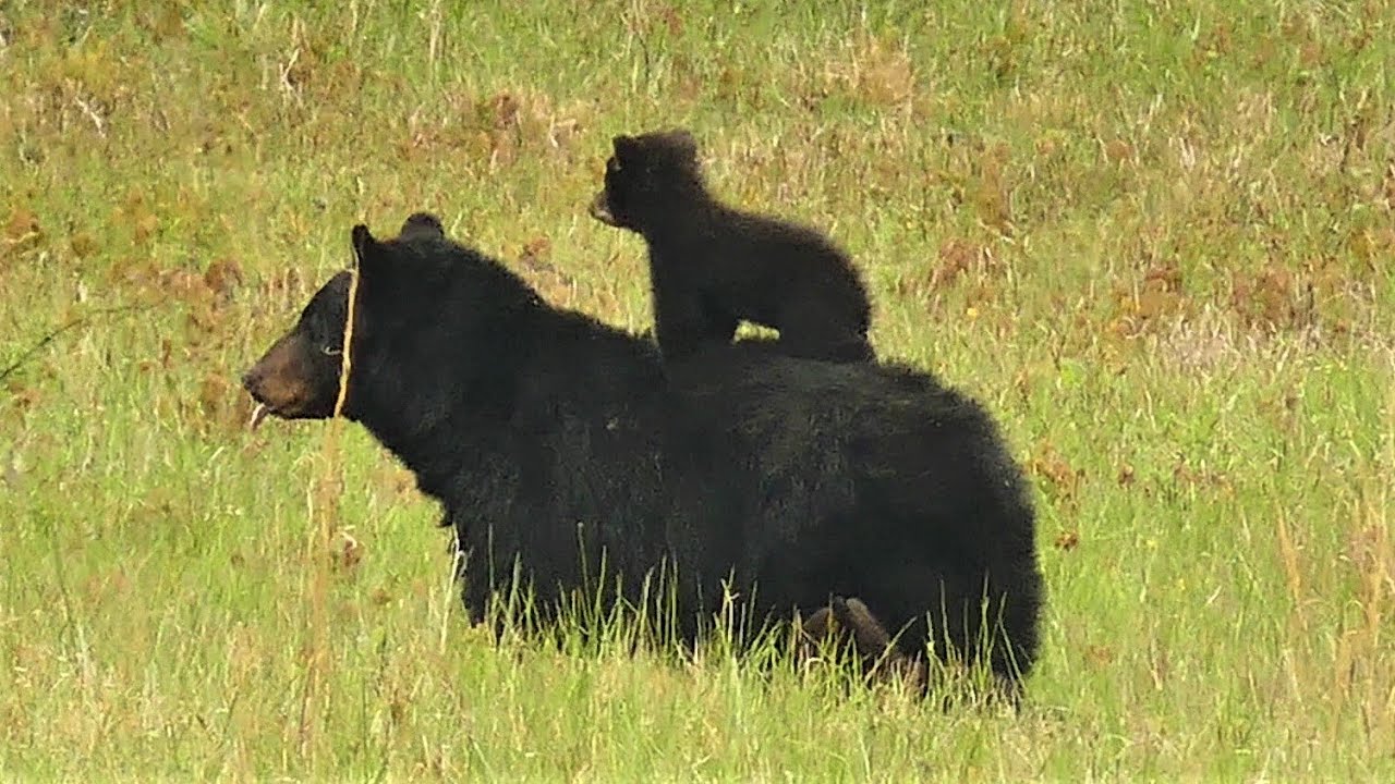 Adorable! Black Bear Cub Rides Mama Bear's Back! Ursus americanus #blackbear #bearcub