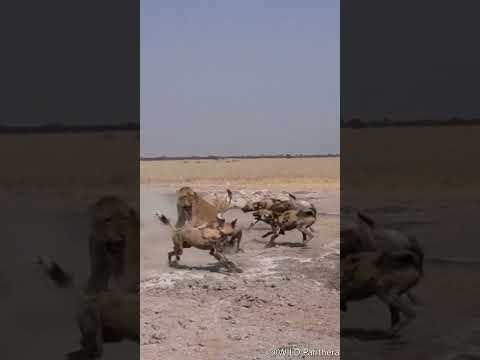 The Lion King | Lioness VS Wild Dogs 😱🔥 #shorts #short #viral