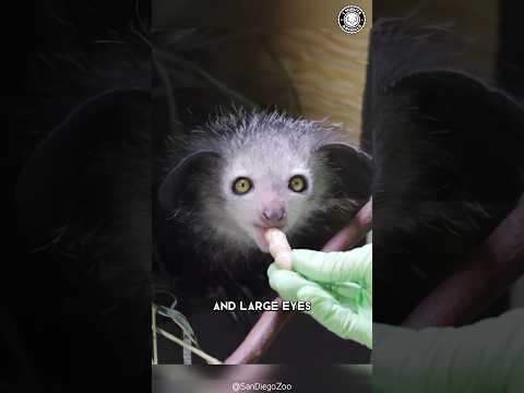 Aye-Aye 🐒 The Creepiest Lemur!
