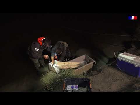 Salmon telemetric monitoring