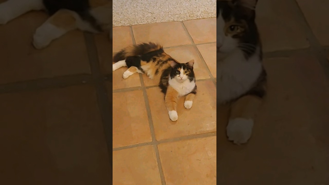 WHY are Calico Cats SO Cute?! 😻 #catvideos #calico #catlover