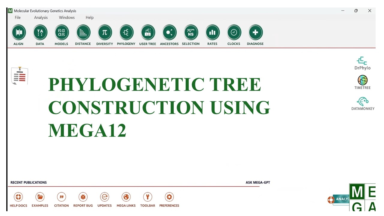 Phylogenetic Tree Construction In MEGA12 | Practical Tutorial