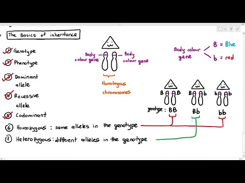 16-5 Genes, Alleles, Dominant, Recessive, Codominance, Etc. (Cambridge AS A Level Biology, 9700)
