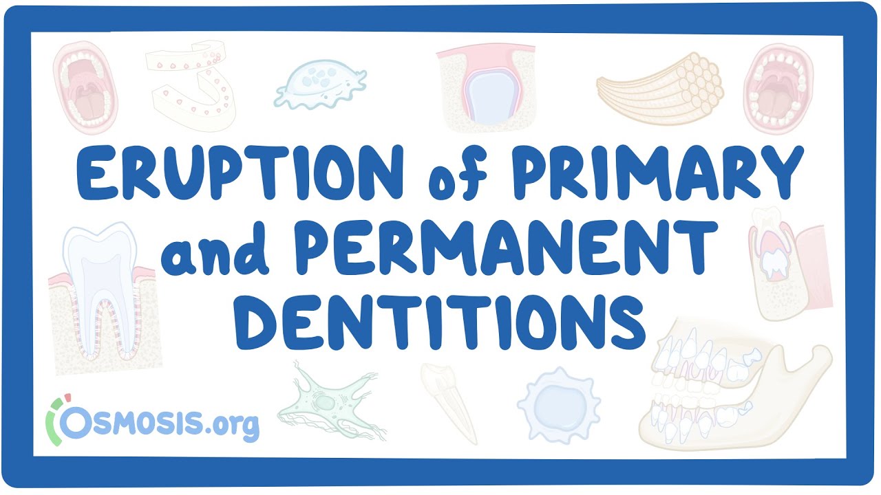Eruption of primary and permanent dentitions