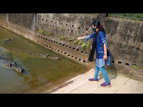 Gharial, the fish eating crocodile || Bangladesh