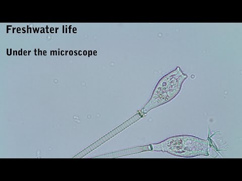 Freshwater life under the microscope | The Freshwater Blog