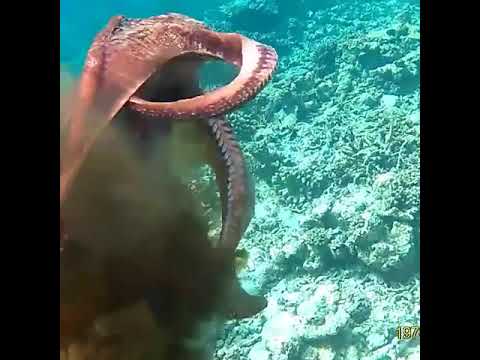Giant Octopus | Exotic Animal |Beautiful | Flexible | Very Friendly #shorts #exotic #youtube