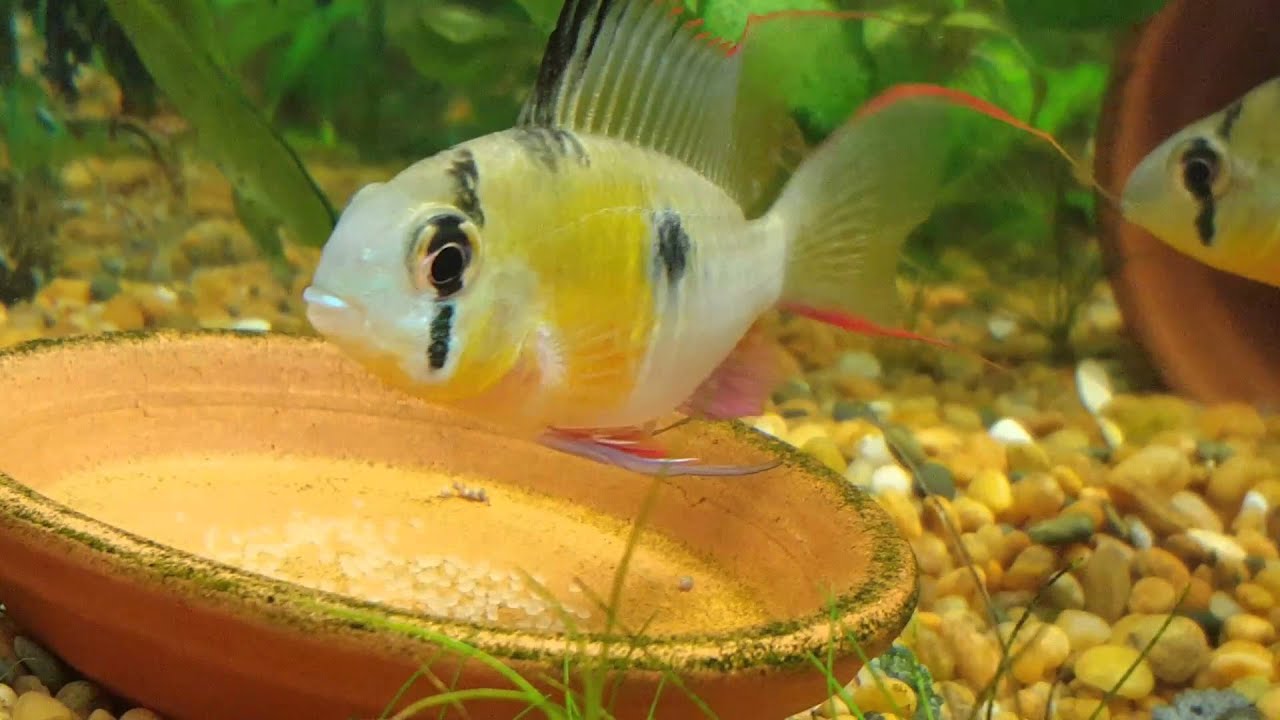 Bolivian Ram • Care Guide Tank Setup Mates And Diet
