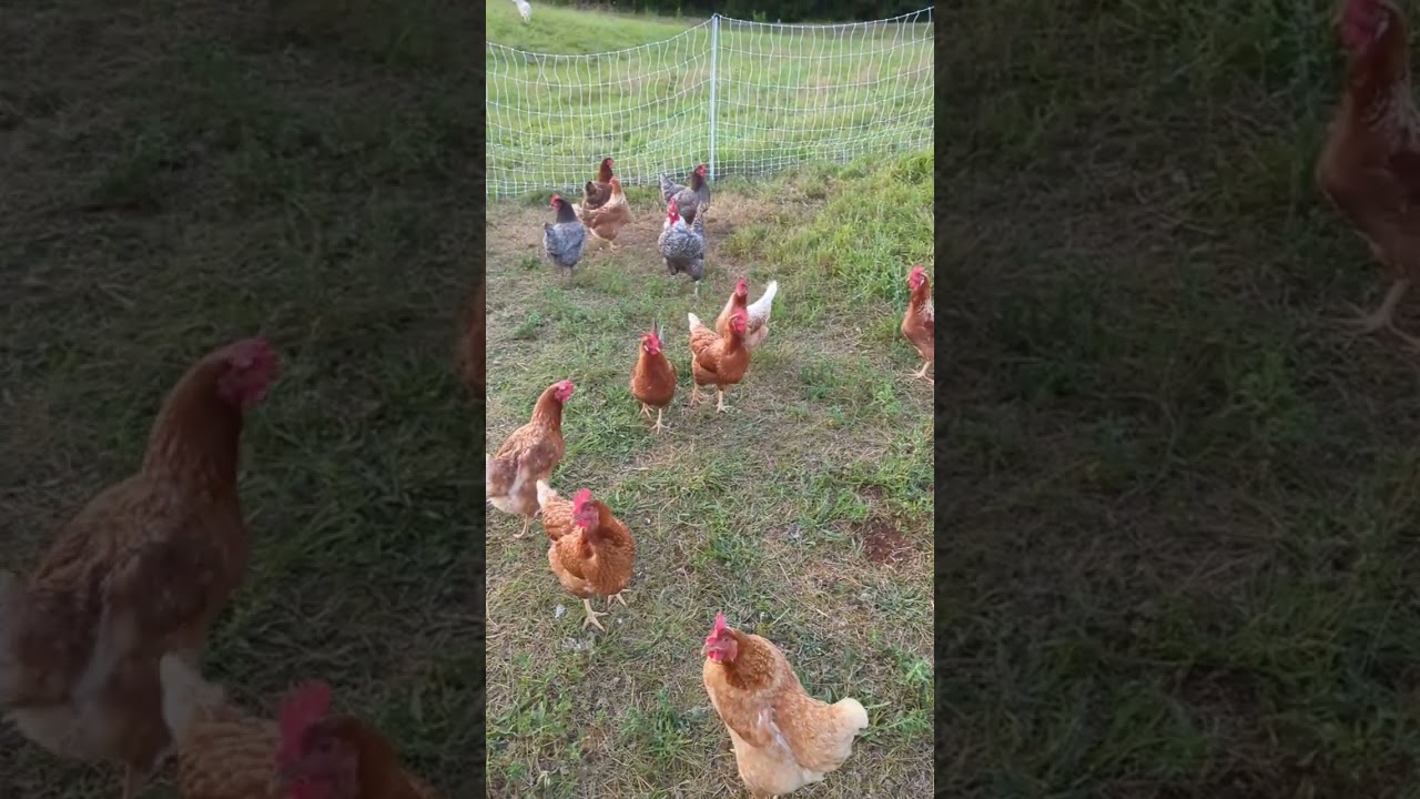 Everyone is watching me! Introducing a new chicken to the flock.