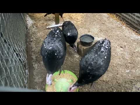 Black Spanish Turkeys