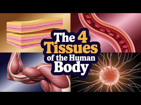 Master the 4 Tissue Types: A&P Histology Crash Course