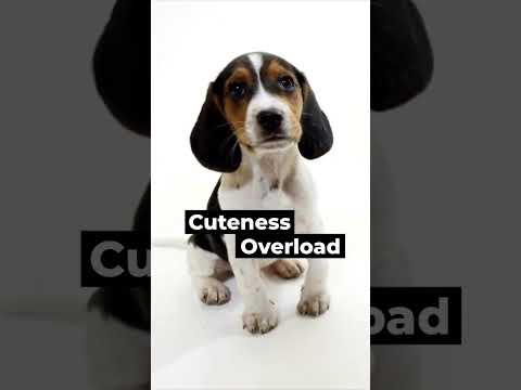 Cuteness Overload! Just look at this adorable dog expression #doglover #cutedogs