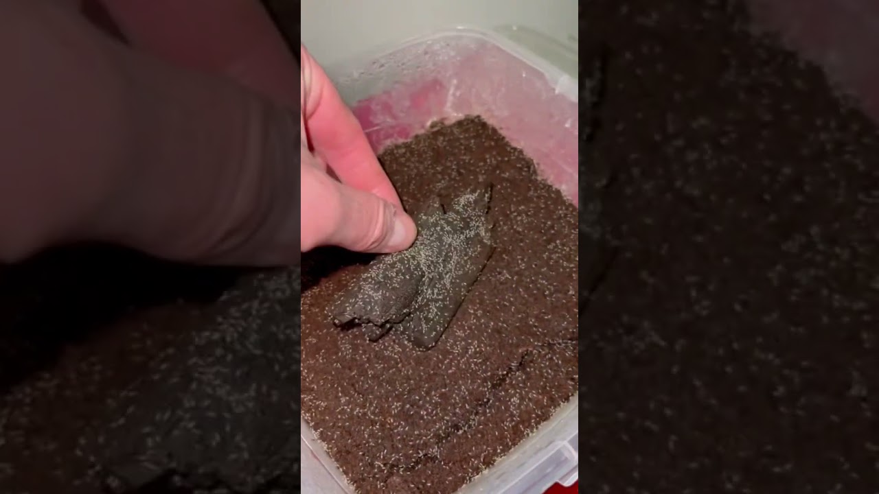 invasion of micro insects ! #bug #insect #animals #springtails #rock_n_insectes #shortswithzita