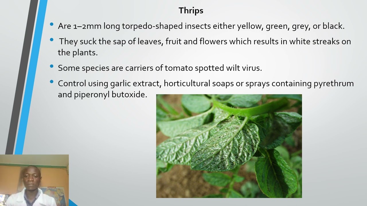 Power Point Presentation on Insect pest of Vegetables