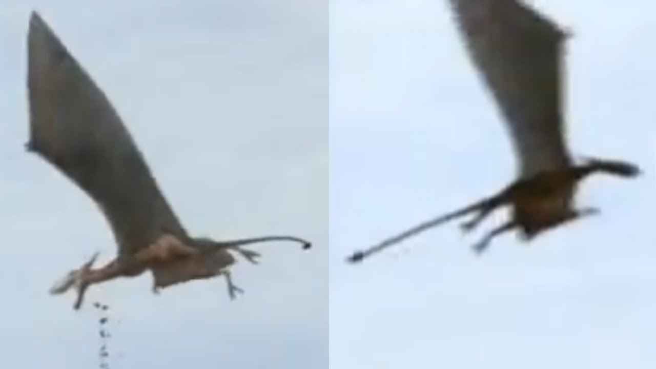 The Lost World [1998] - Eudimorphodon Screen Time